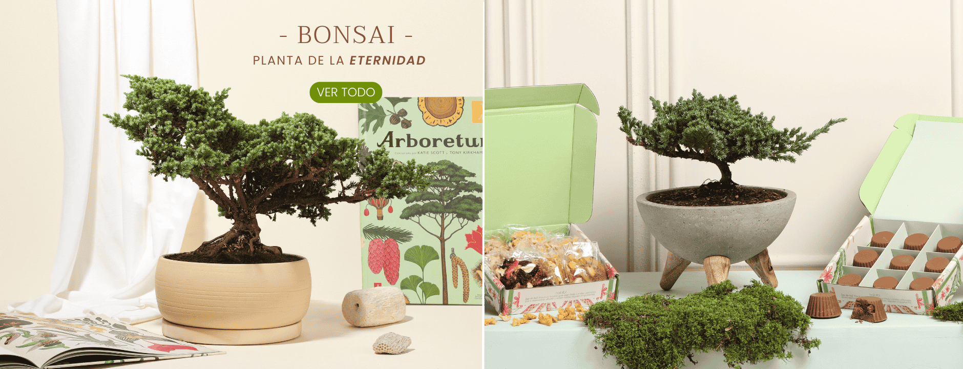 ¿Qué es un bonsái y qué significa? Descubre el arte y la historia detr – Habibi