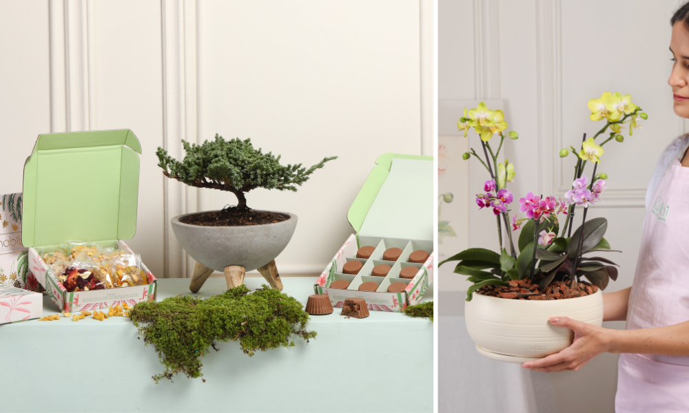 Regalos con Plantas: Ideas Originales para Cada Ocasión – Habibi