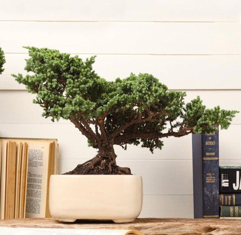 Habibi Plantitas - Regalos y arreglos florales.