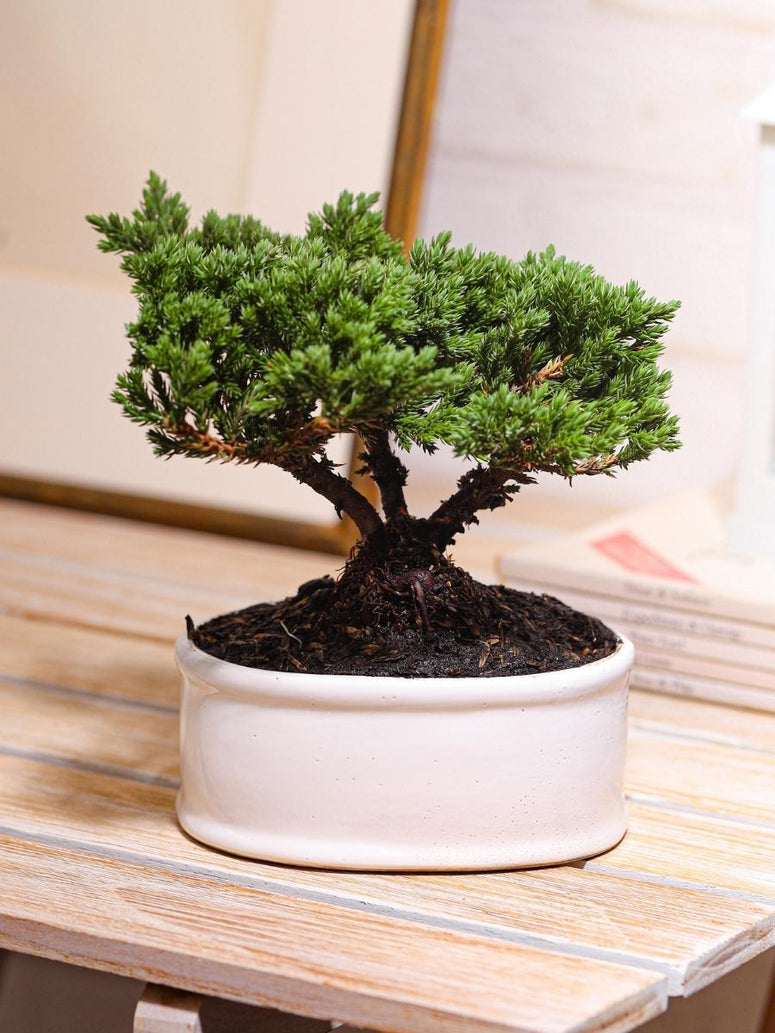 Compra los mejores bonsáis en Habibi - ¡Envío rápido y seguro!