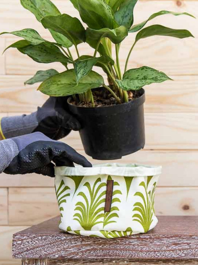 Encuentra las mejores plantas de interior de sombra en Habibi Plantitas